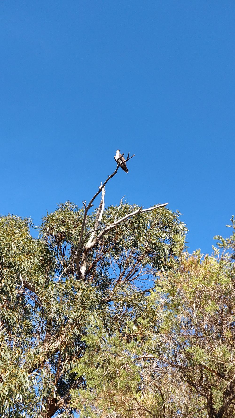 The season of Bunuru