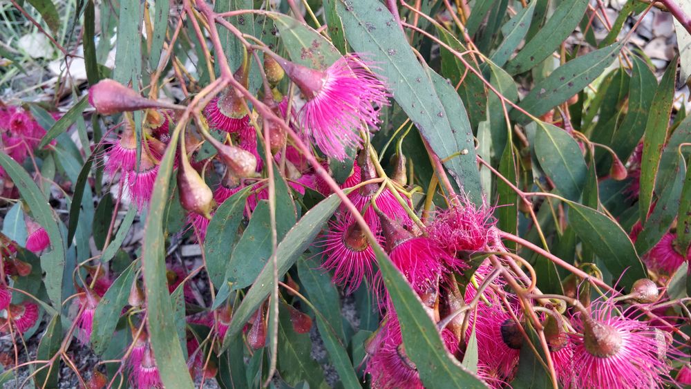 The season of Djeran