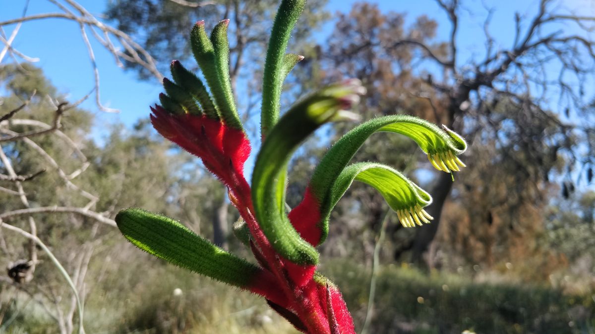 Red-and-green kangaroo paw, WA floral emblem
