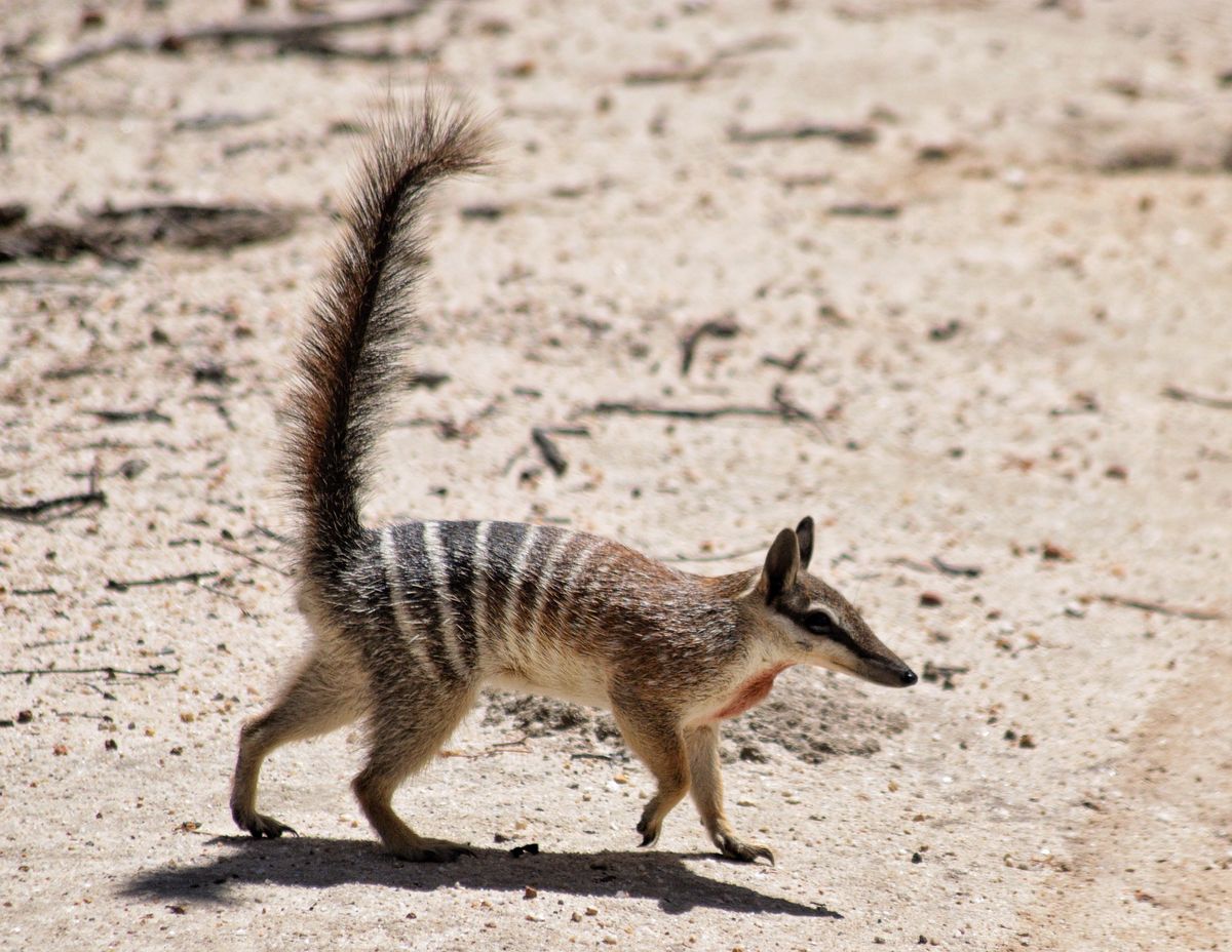 Numbat (WA fauna emblem)