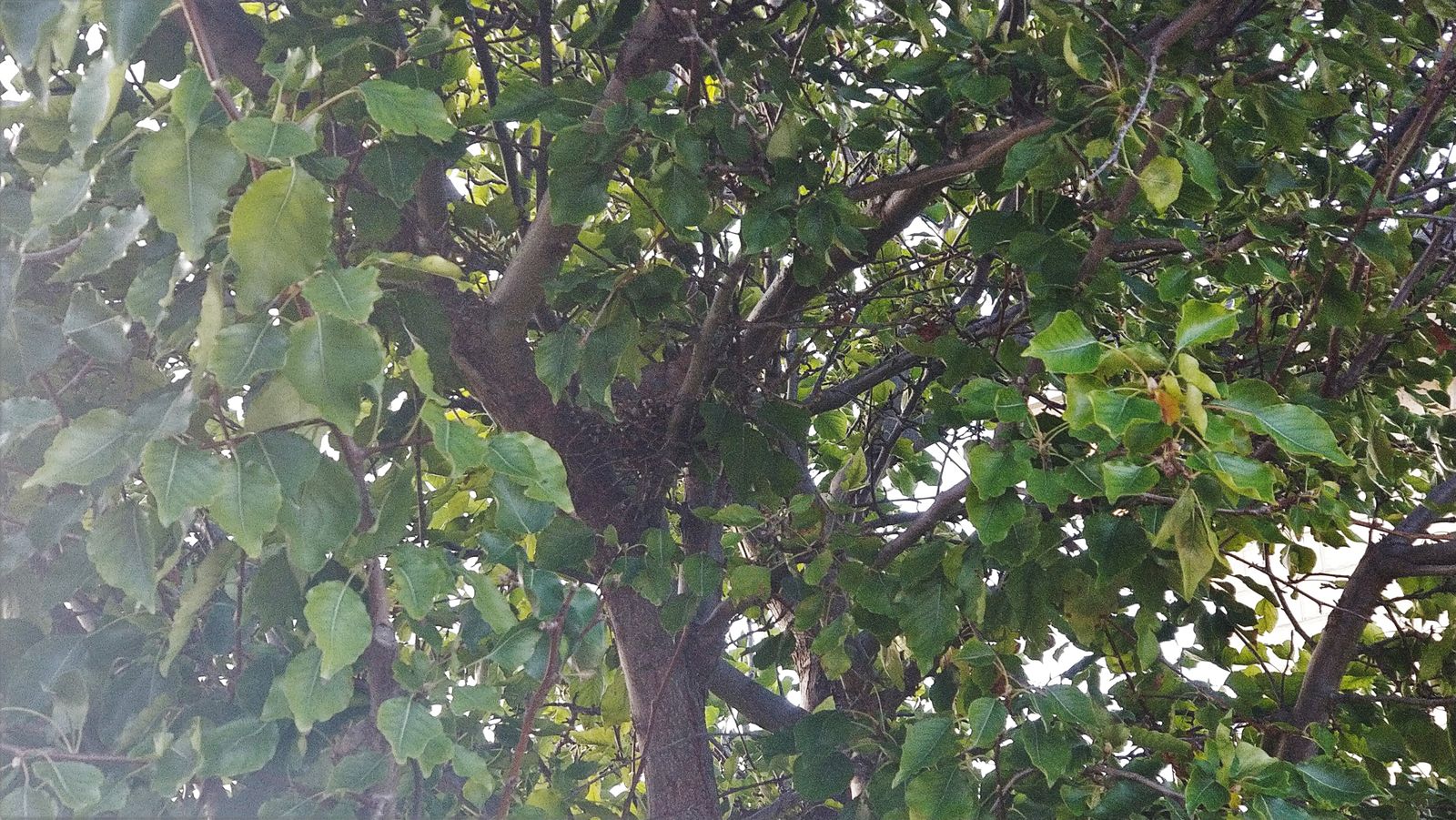 The season of Bunuru