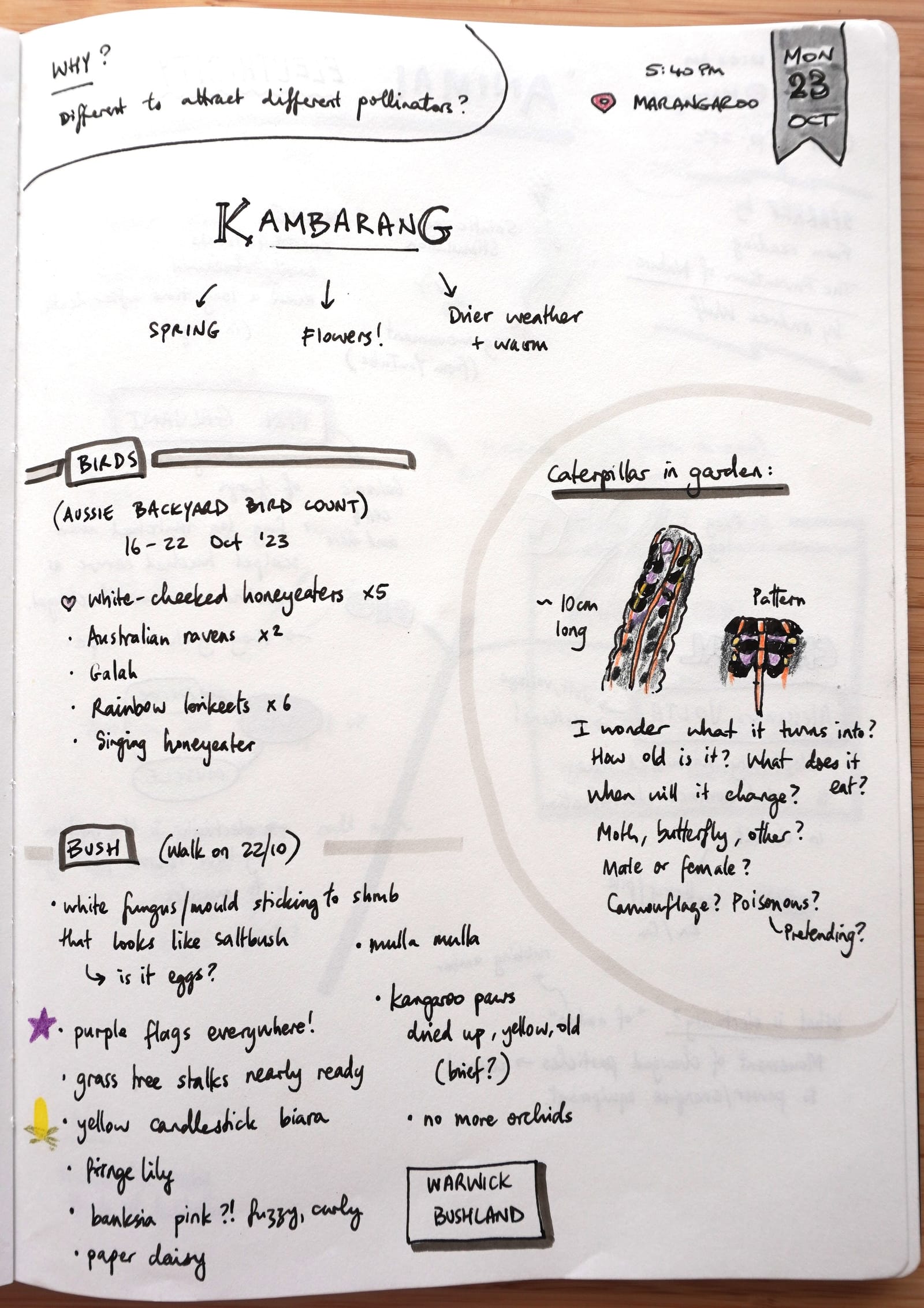 The season of Kambarang