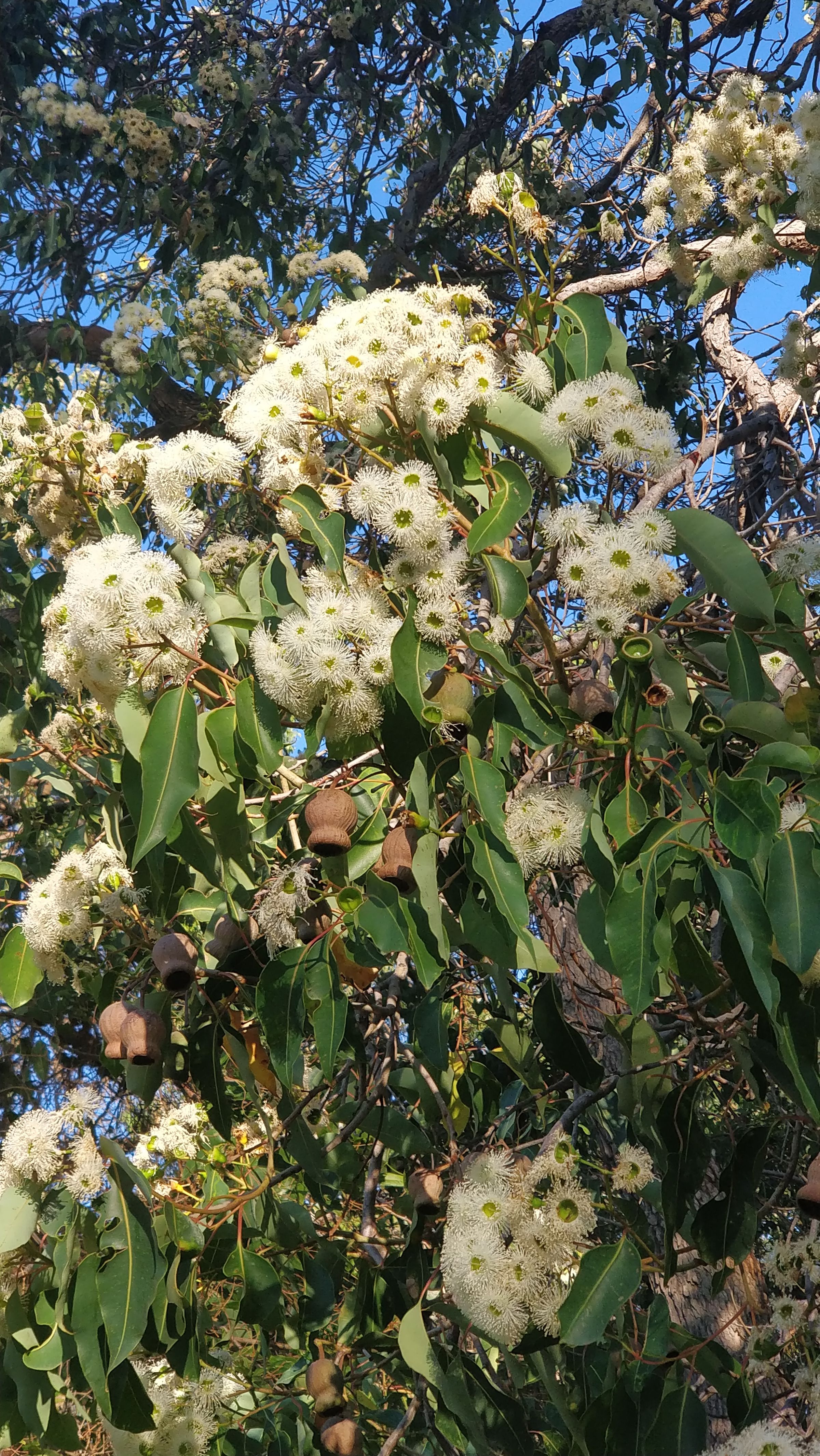 The season of Bunuru