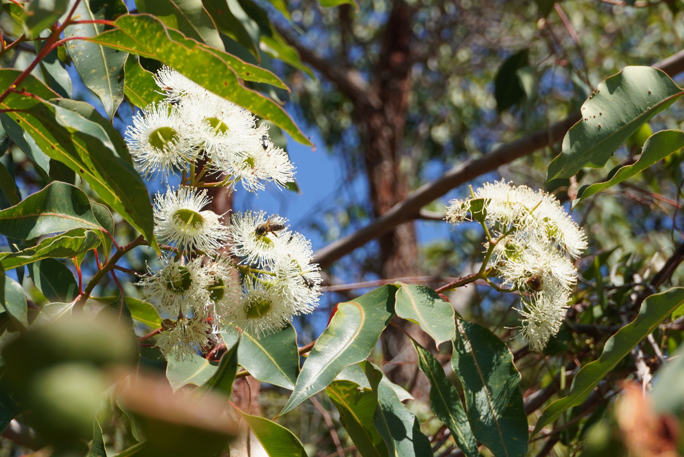 The season of Bunuru