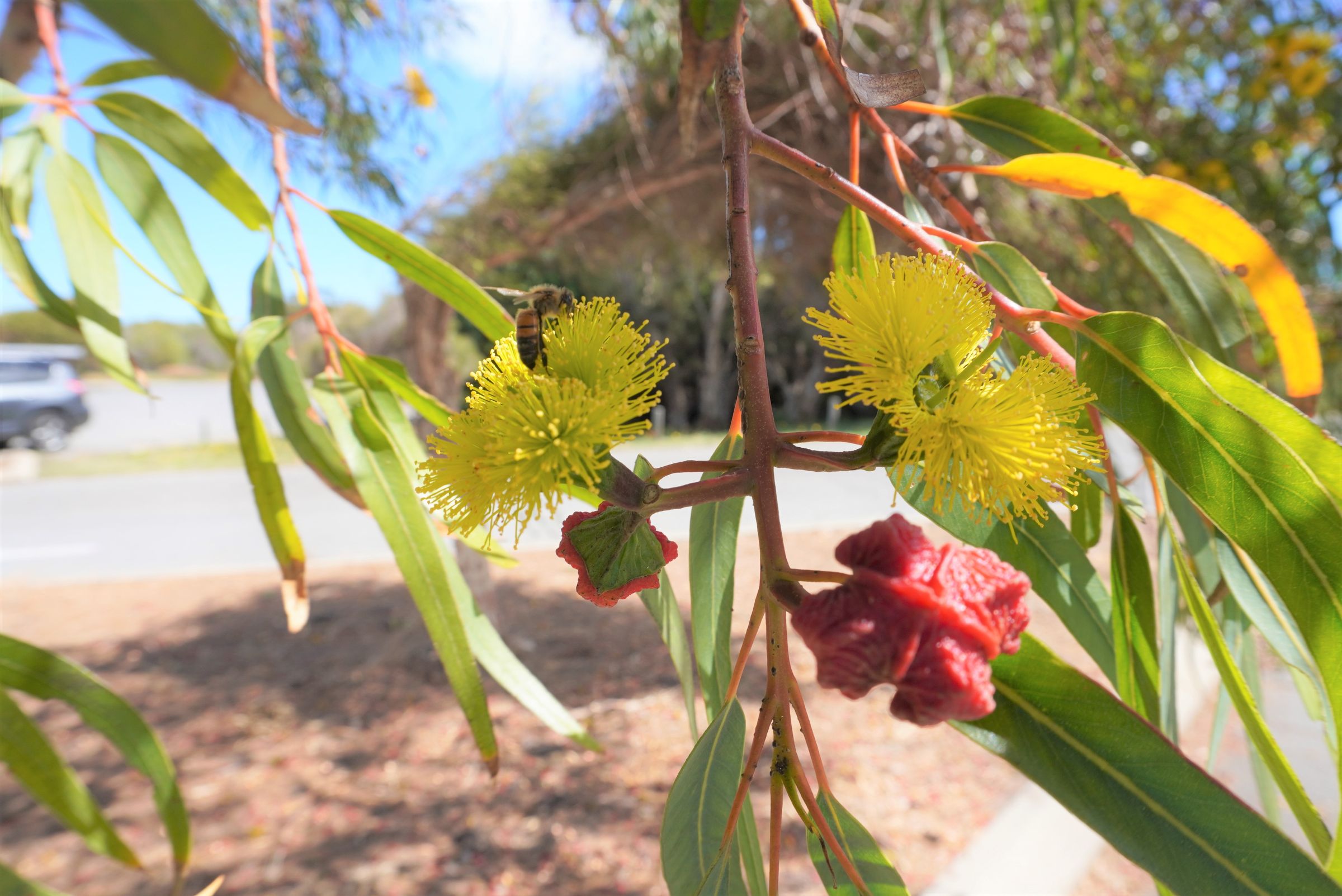 The season of Djeran